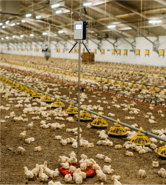 BAT Poultry Scales | Accurate bird weighing