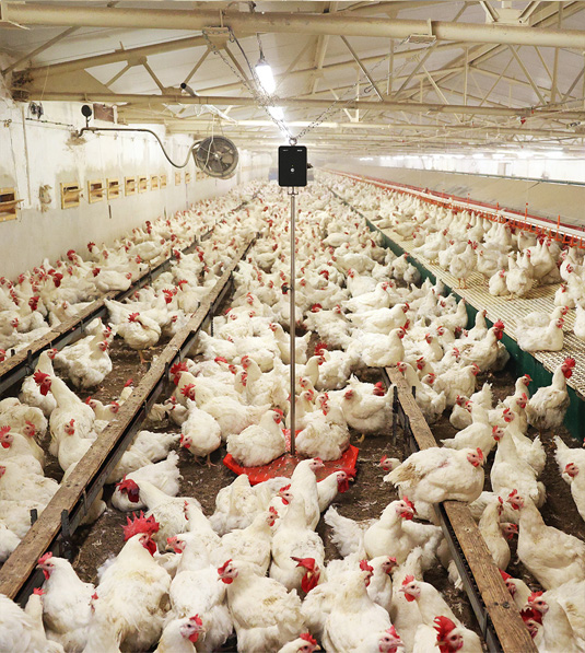 BAT Poultry Scales | Accurate bird weighing